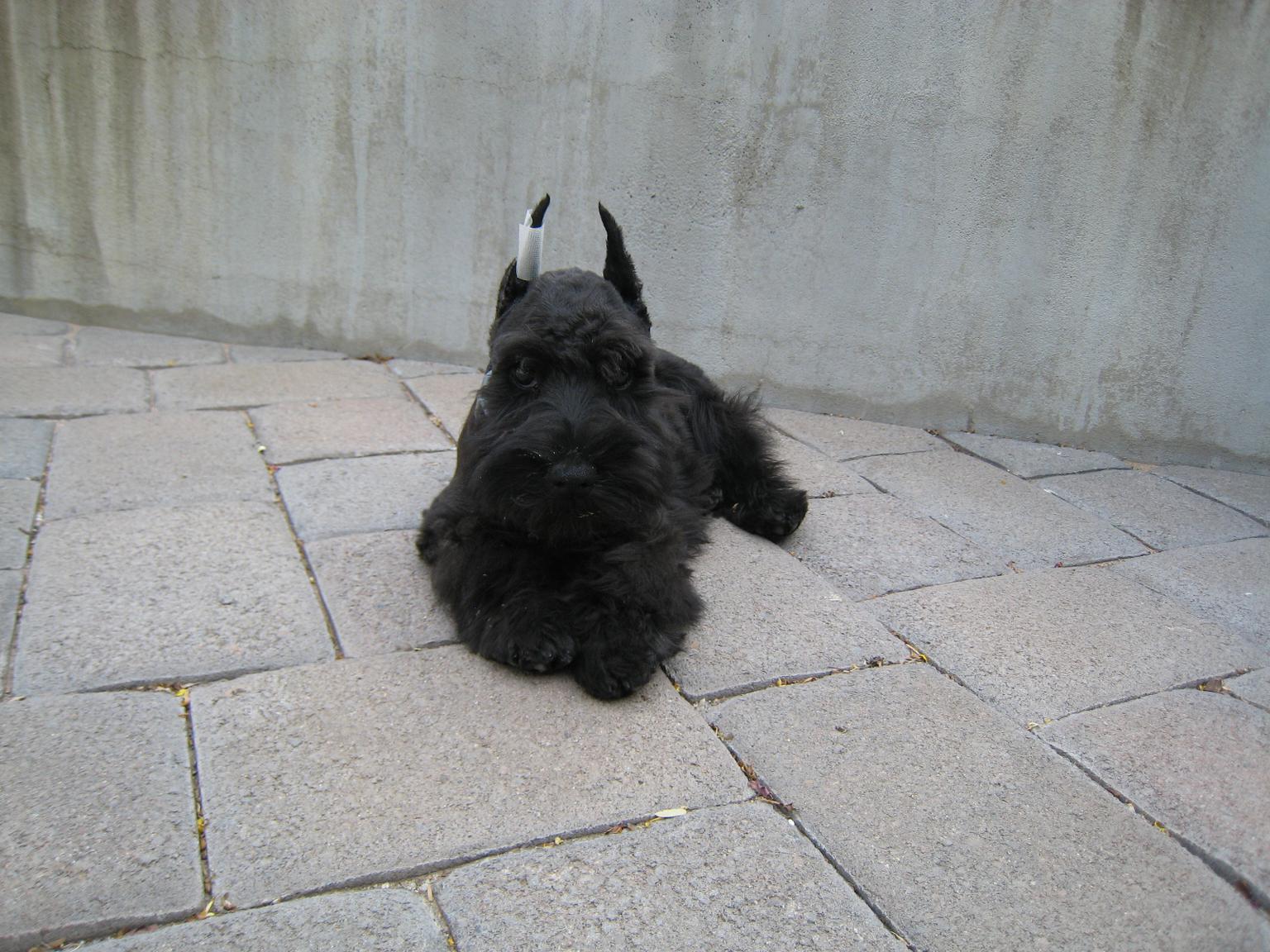 THE JOAN HUBER CASE | TheDogPress