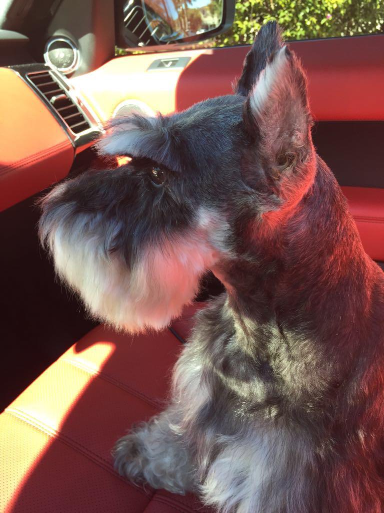 THE JOAN HUBER CASE | TheDogPress