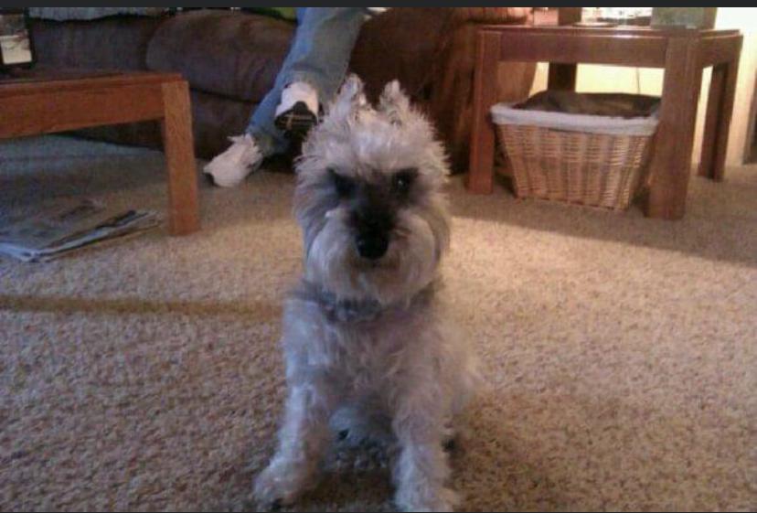 THE JOAN HUBER CASE | TheDogPress