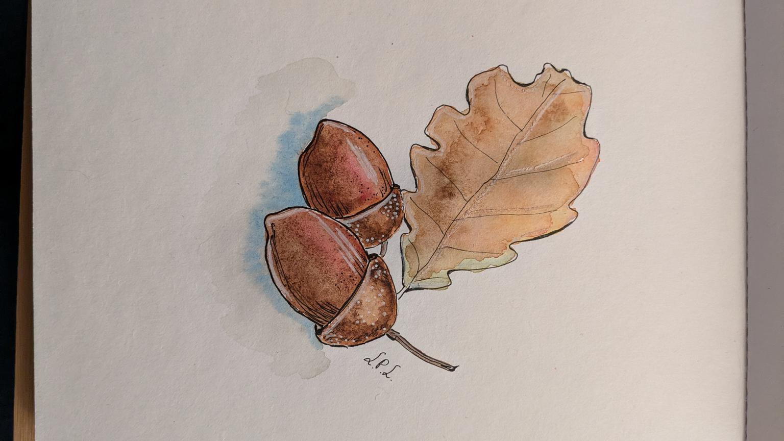 Lesson 2. Acorns