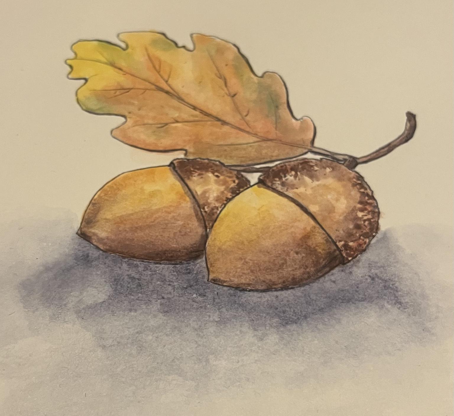 Lesson 2. Acorns